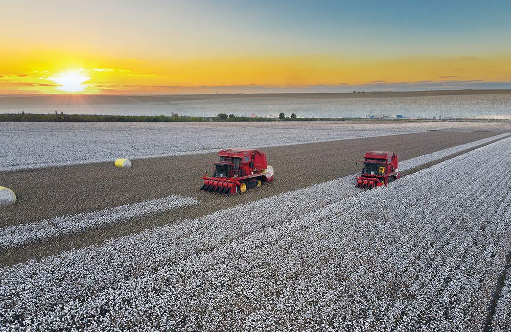 Three-row Cotton Picker Factory_Manufacturer_Supplier - Shandong Swan ...